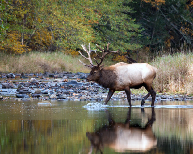 Visitors Bureau announces Elk photo contest winner | News, Sports, Jobs ...